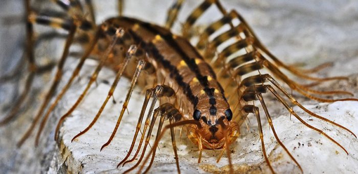 How to Get Rid of Centipedes and Millipedes | ASAP Pest Control