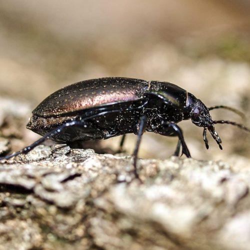 Pest Guide | Identify Household Pests in Southwestern Ontario | ASAP ...