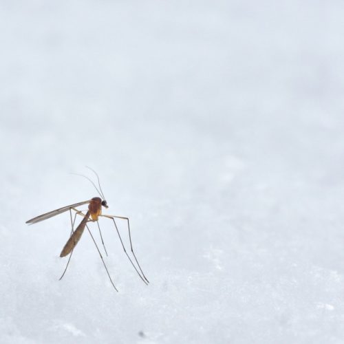 Pest Guide | Identify Household Pests in Southwestern Ontario | ASAP ...