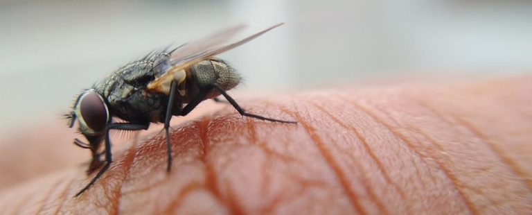 What You Need to Know About House Flies | ASAP Pest Control